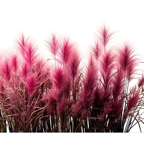 Premium Ai Image Red Fountain Grass Burgundycolored Blades Leafy
