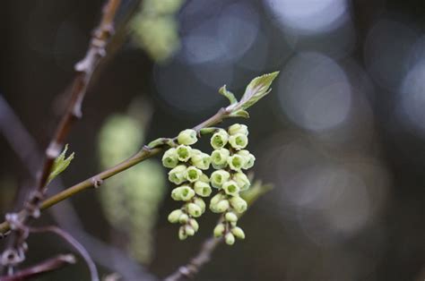 キブシの花 里山の四季