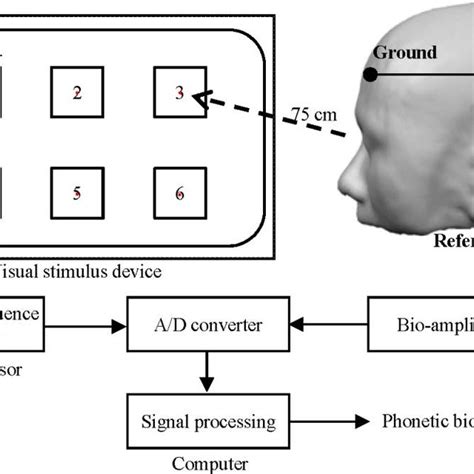 PDF Independence Of Amplitude Frequency And Phase Calibrations In An SSVEP Based BCI Using