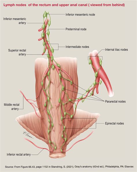 Anatomy Of The Rectum And Anal Canal Surgery Oxford International