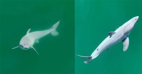 [더 한장] 美 ‘갓 태어난 새끼 백상아리 최초 포착 공개