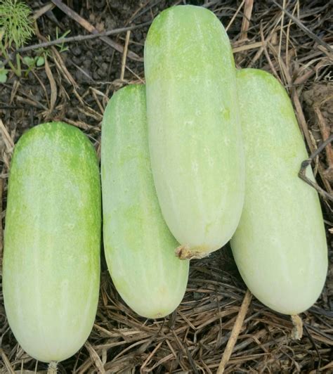 Perkembangan Timun Mini Di Kbr Rangkuman Cara Bertanam Lengkap