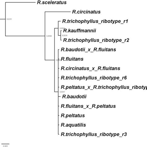 Phylogenetic Tree Inferred By Bayesian Analysis Of Concatenated