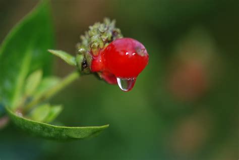 무료 이미지 자연 작은 물방울 사진술 과일 말린 씨앗 잎 식품 녹색 빨간 생기게 하다 플로라 비 방울 야생화 닫다 관목 싹 똑똑 장미