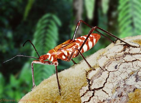 Assassin Bug Photo Wp04427