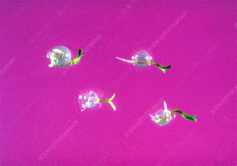 Seed Germination Stock Image C009 4319 Science Photo Library