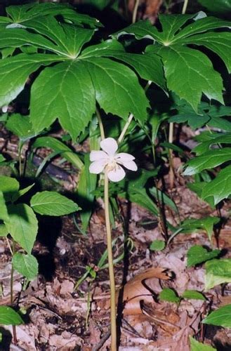 Mayapple Root Podophyllum Peltatum Root Buyer