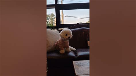 두리번 거리는 강아지 모든게 궁금해 미니비숑 강아지 Youtube