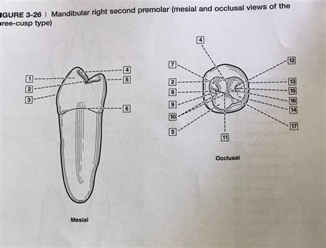 Exam 3 Mandibular Right Second Premolar Pt 1 Diagram Quizlet