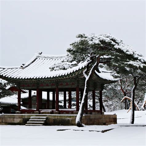 수묵화 색깔로 갈아입은 눈 내린 창경궁 인스티즈instiz 이슈 카테고리