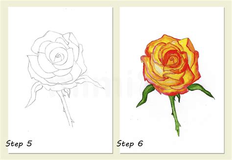 Rose Drawing Step By Step Tutorial Mimi Panda
