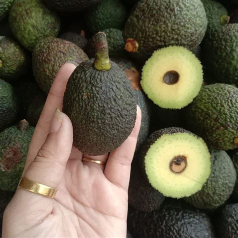 မြ်ိတ် ကတ်ကြေးကိုက် လွယ်လွယ်ကူကူလုပ်စားကြမယ် ကတ်ကြေးကိုက် အလွယ်တကူ ပြုလုပ်နည်း By Akaris