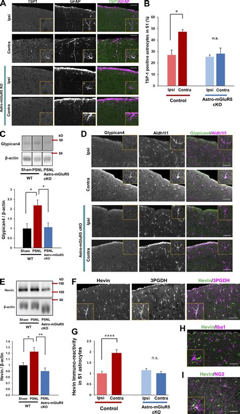 Astrocytic Mglur5 Drives Multiple Synaptogenic Molecules In The S1 Download Scientific Diagram