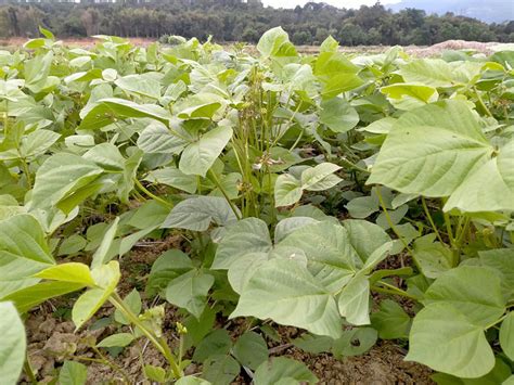 တာလေမြို့တွင် ဆောင်းသီးနှံ ပဲတီစိမ်း ရေဆင်း ၁၅ မျိုး စမ်းသပ်စိုက်ပျိုးကွက် ဖြစ်ထွန်းအောင်မြင