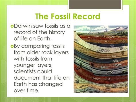Evidence For Evolution Ppt Download