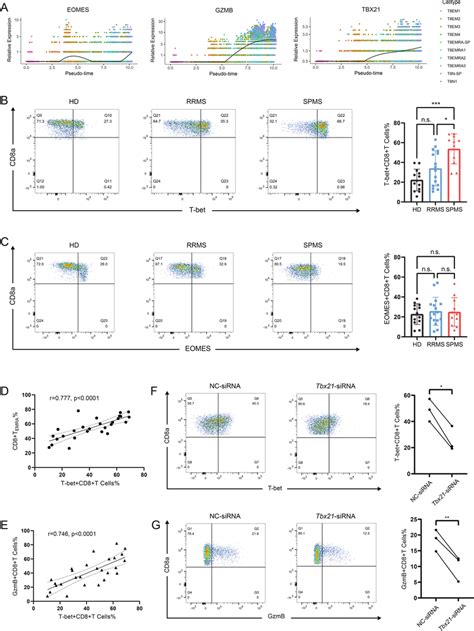 Up Regulation Of Transcription Factor T Bet Is Associated With High Download Scientific Diagram