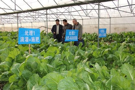 日光溫室蔬菜水肥一體化技術 每日頭條