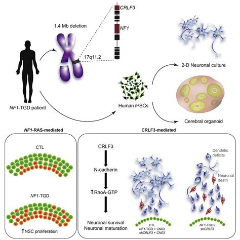New Autism Gene Discovered Using Human Mini Brains Gutmann Research Laboratory Washington