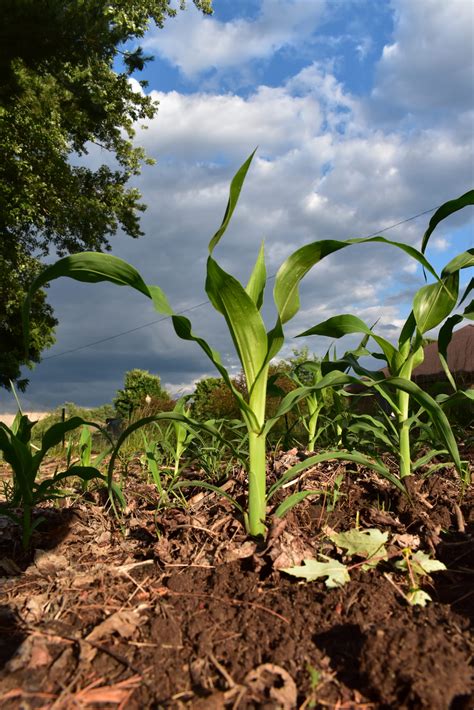 Projects Rooting Through Corn Planting Families
