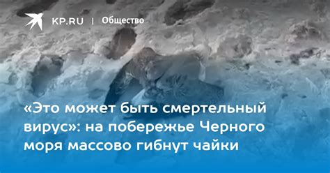 «Это может быть смертельный вирус на побережье Черного моря массово гибнут чайки Kp Ru