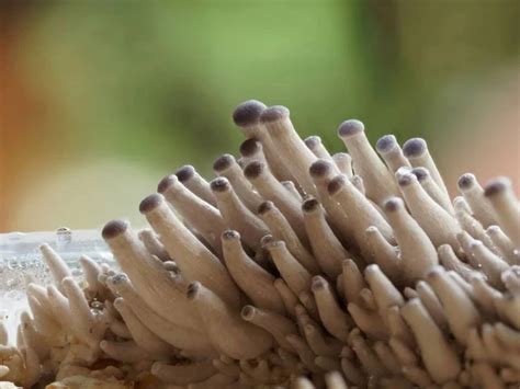 How To Tell When Mycelium Is Fully Colonized Look For This 🐝 Actionable