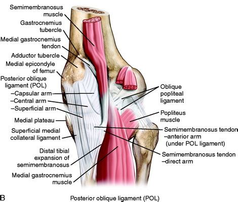 Medial And Anterior Knee Anatomy Musculoskeletal Key