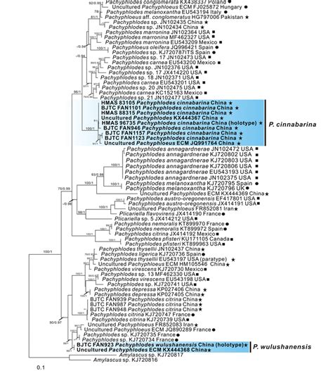 Phylogeny Derived From Maximum Likelihood Analyses Of The Its Rdna