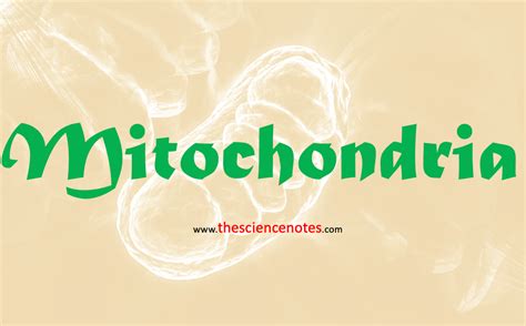 Exploring Mitochondria Structure Function And Mitochondrial Dna In