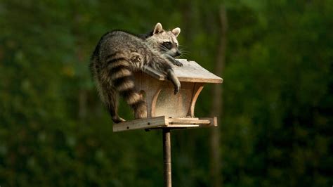 Do Raccoons Eat Cat Food