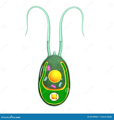 Chlamydomonas Stock Illustration Image Of Medical Euglena 44728960