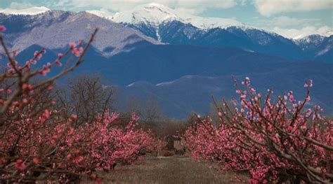 ატმის ყვავილობა კახეთში ბლოგი Knews Ge