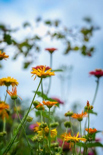 푸른 하늘 여름 화창한 날에 풀밭의 배경에 주황색 밝은 꽃 그림 같은 다채로운 자연 배경 계절에 대한 스톡 사진 및 기타 이미지 Istock