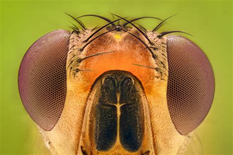 How To Make A Fruit Fly Orgasm The New Yorker