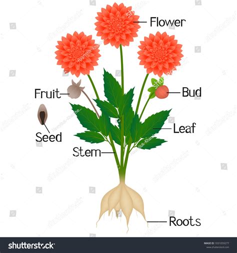 Root Stem Leaf Diagram