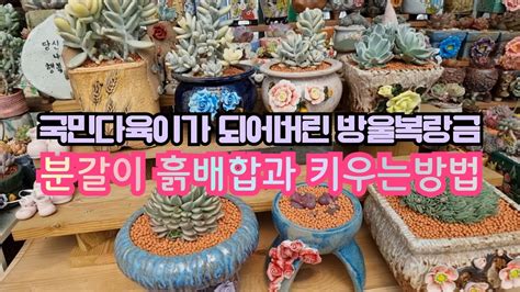 ️국민다육이가 되어버린 방울복랑금 잘 키우기~♡ Youtube