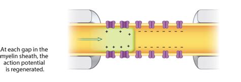 Action Potentials And Synapses