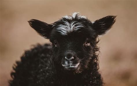 Optimizing Java Applications For Aws Lambda Danilo Pereira De Luca