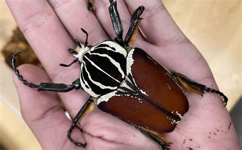 Largest Insects In The World Closer Look At The Giant Bugs