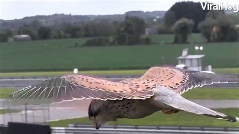 Anand Mahindras Life Lessons From Bird Of Prey Leaves Netizens Impressed Again Watch