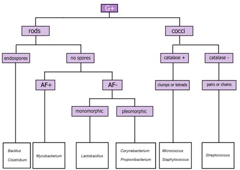Schematic Diagram For The Identification Of Gram Positive Ba