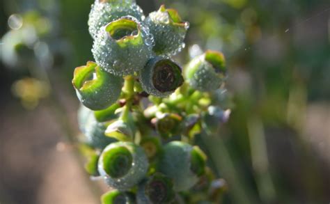 Greenleaf Nursery Lawn And Garden Retailer