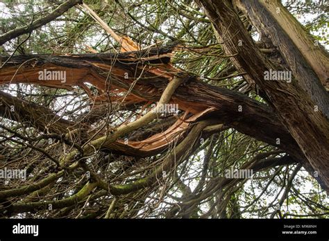 Broken Tree Branch Hi Res Stock Photography And Images Alamy
