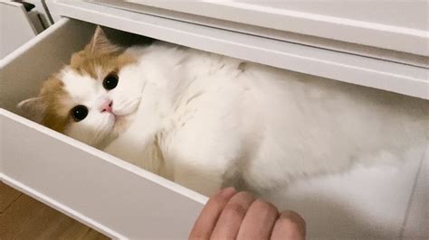 「令和のドラえもん？」…机ならぬ、タンスの引き出しを開けたら猫が！？可愛すぎて 「鼻血ブーです」｜まいどなニュース