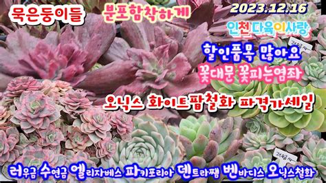 다육이사랑 3이쁜 묵둥이들 할인품목 많아요러우금수연금벤바디스원종엘리자베스파키포리아덴트라쨈패러독스화이트팜철화