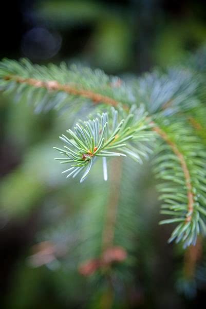 About Sitka Spruce Tree Identification Properties Uses Softwood Species Naturally Wood About Sitka Spruce Tree Identification Properties Uses Softwood Species Naturally Wood
