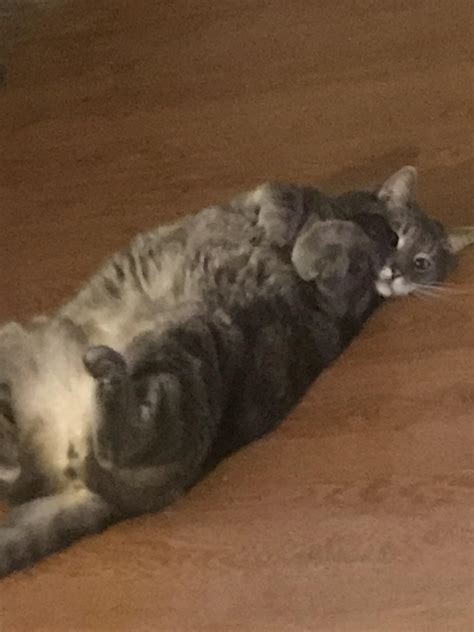 Maxwell Edison Majoring In Overeating Rbeatles