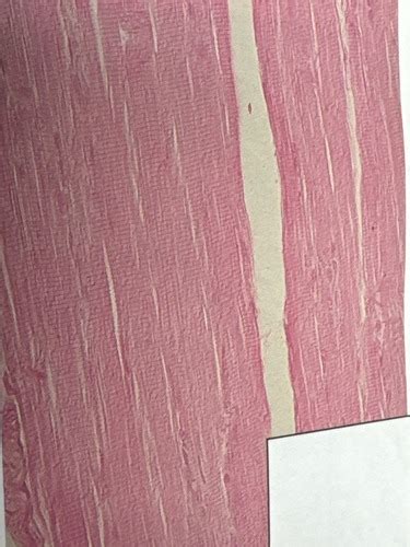 Anatomy 202 Lab Midterm Flashcards Quizlet