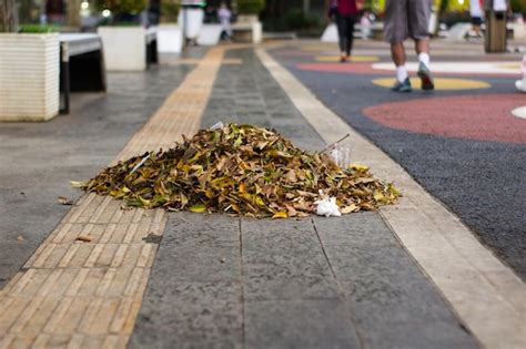 Resíduos Orgânicos De Folhas Secas Que Foram Coletados Na Calçada Para