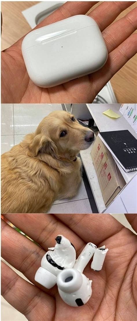 에어팟 후기 인스티즈instiz 이슈 카테고리