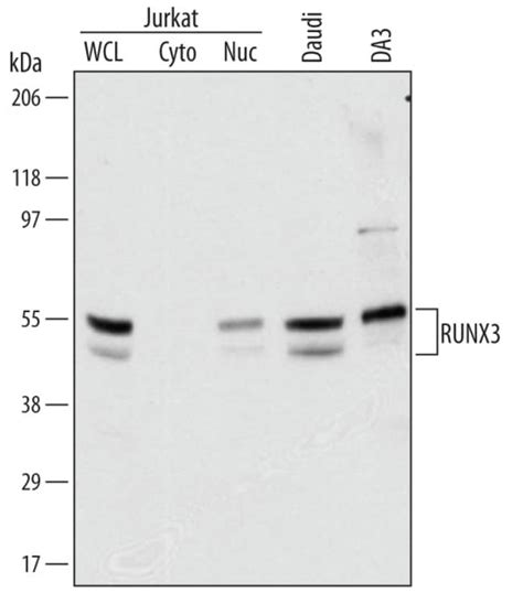 Humanmouse Runx3cbfa3 Antibody Randd Systems™ 100ug Unlabeled